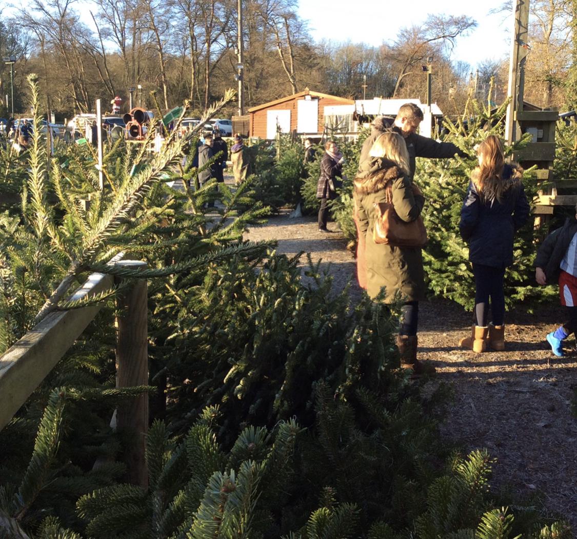 Christmas Tree Farm Chesham | AI Review Summary