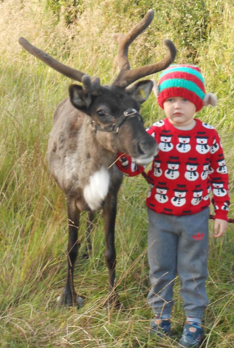 AYRSHIRE REINDEER lTD, Glasgow