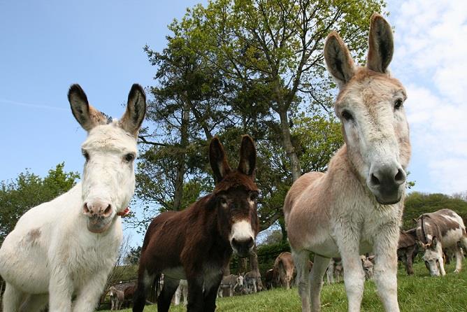 The Donkey Sanctuary Derbyshire, Flagg