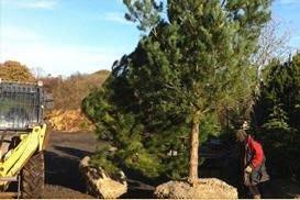 Craigmore Trees | Landscapers, Portadown