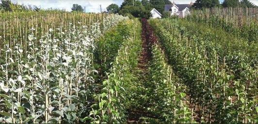 Craigmore Trees | Landscapers, Portadown