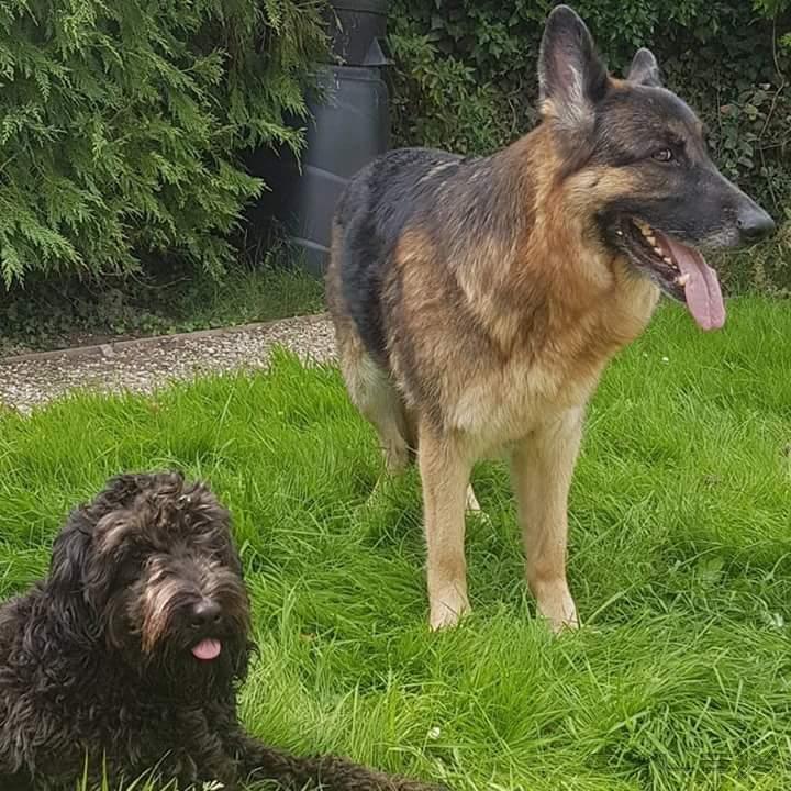 CROSTON WAGZ | Dog Day Care Services
