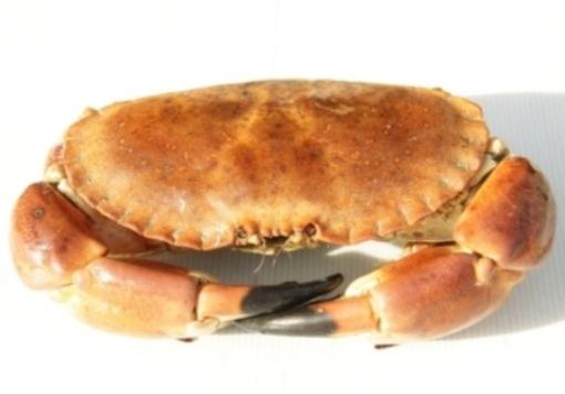 JPL SHELLFISH (SCOTLAND) LTD, Scrabster