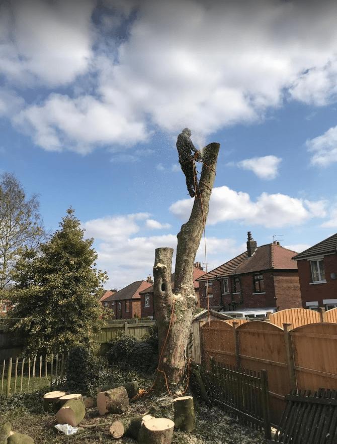 Ben Lewis Tree Services, Blackburn | AI Review Summary