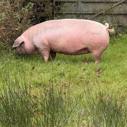 Farm in Ludchurch Cylex Local Search