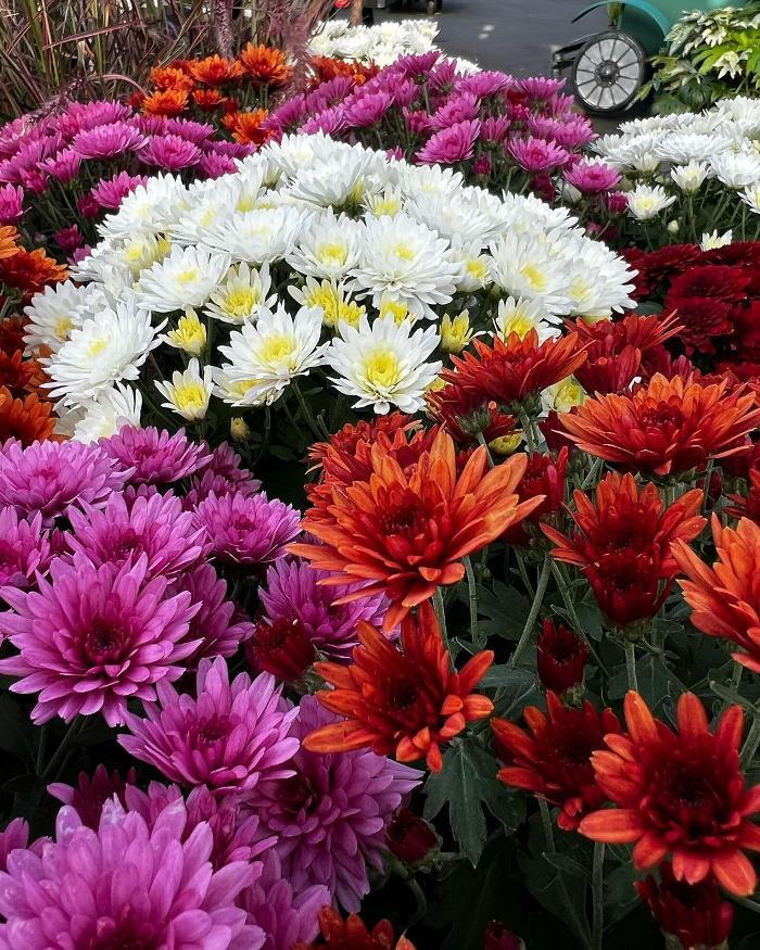 Birkacre Garden Centre, Chorley