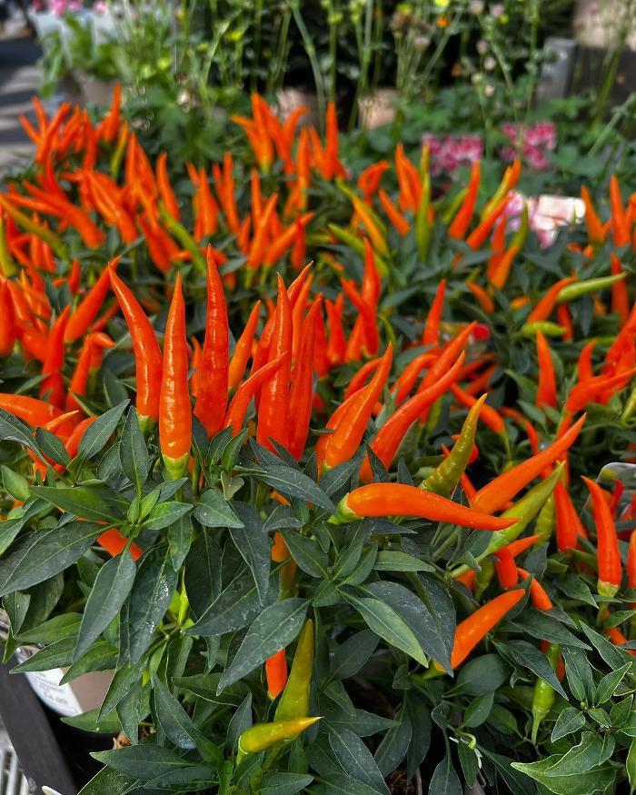 Birkacre Garden Centre, Chorley