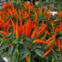 Birkacre Garden Centre, Chorley