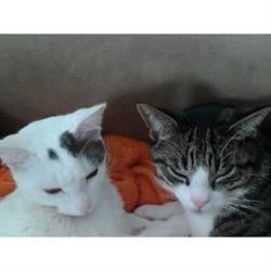 Garforth Cattery